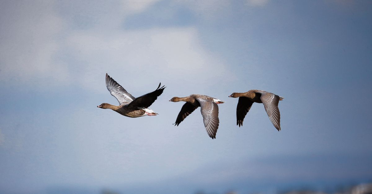 De kleine rietgans is erg flexibel - NRC