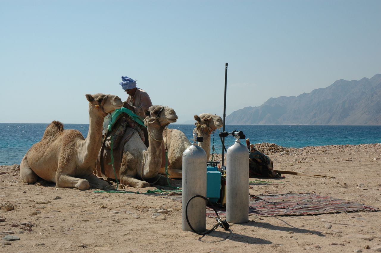 Zelfs de krekels en de kamelen zijn stil - NRC