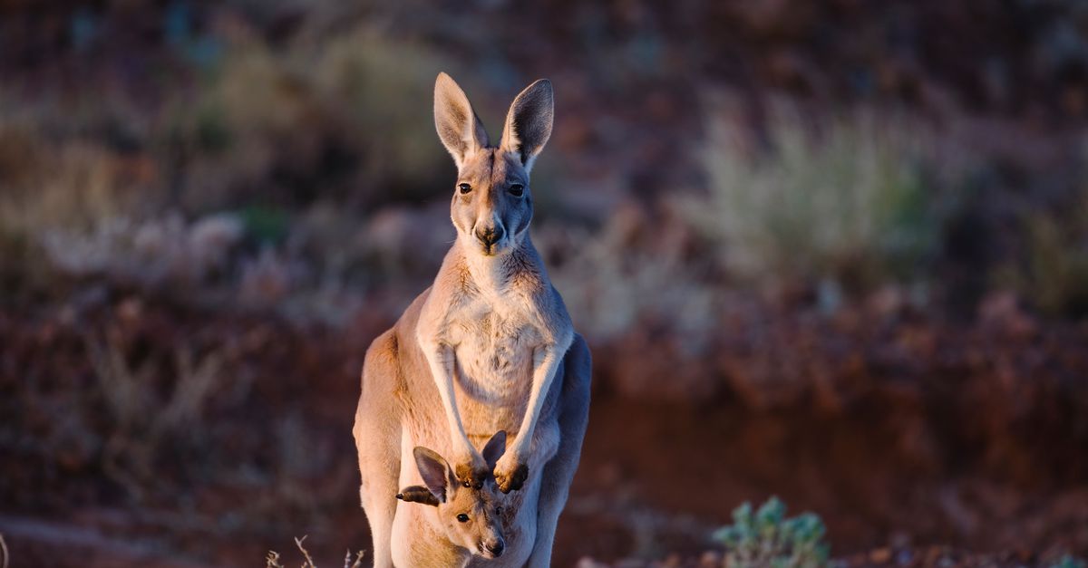 Hebben mannelijke kangoeroes ook een buidel? - NRC