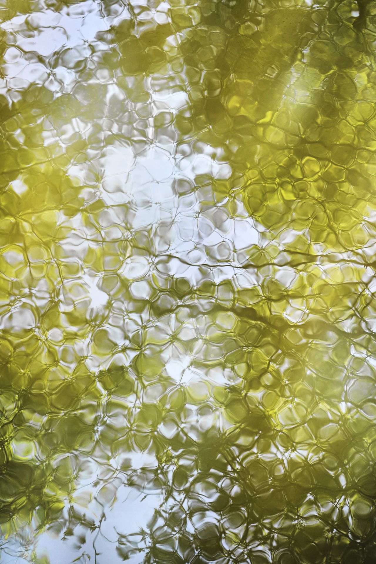 De wereld wordt een bloep – op de Amsterdamse grachten - NRC