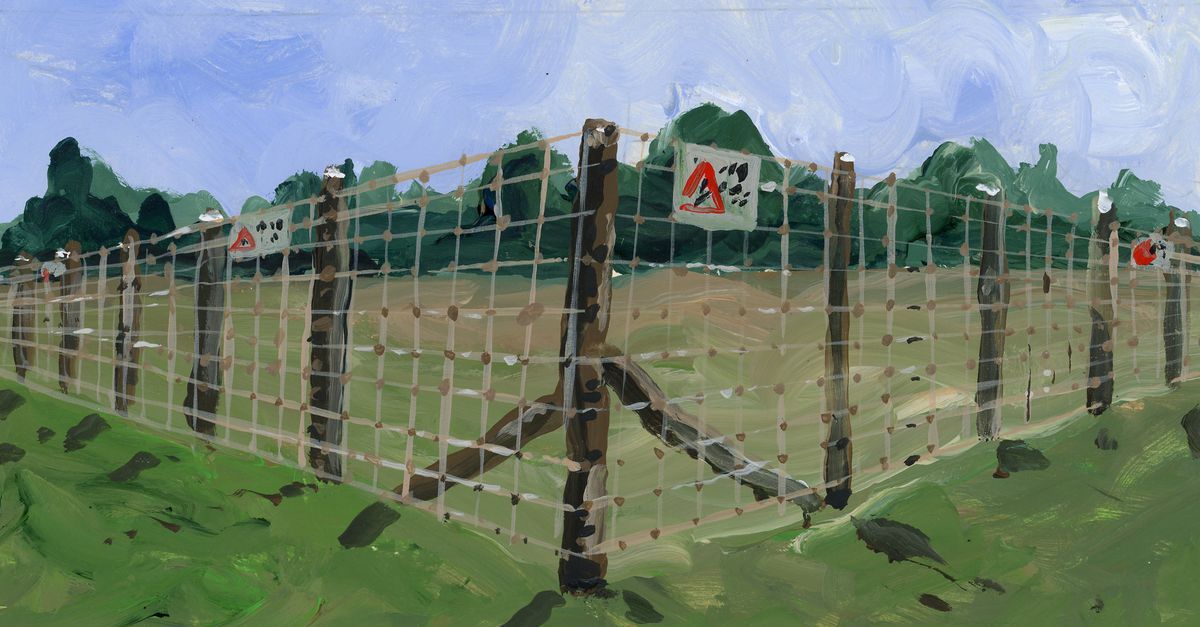 Het wolfwerend hek: het hek waar boeren niet in geloven - NRC