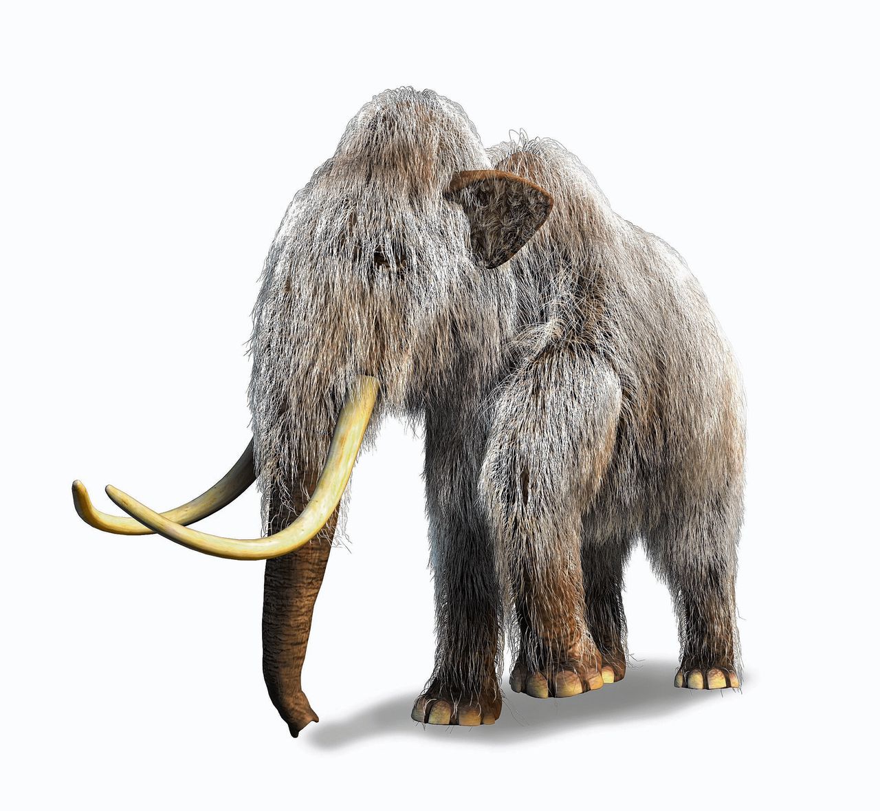 Iedereen kan een mammoet vinden - NRC