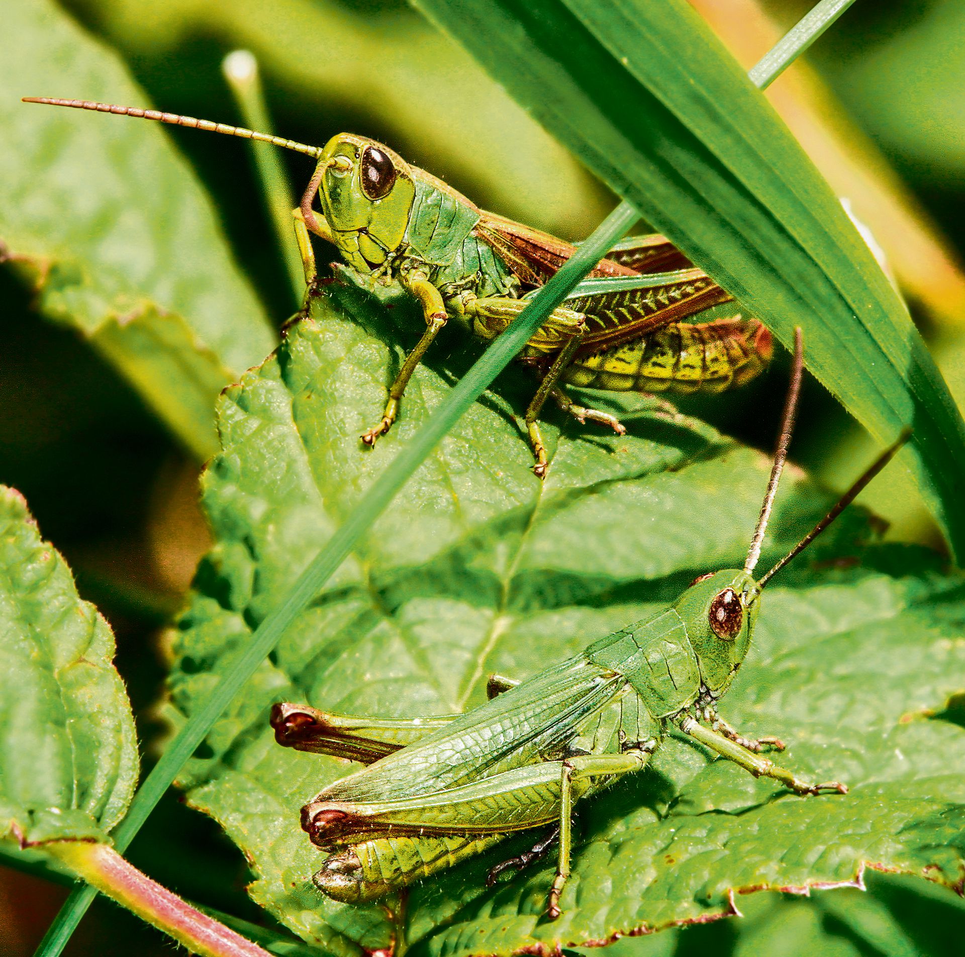 Sprinkhanen en krekels zijn kwetsbaarste insecten - NRC