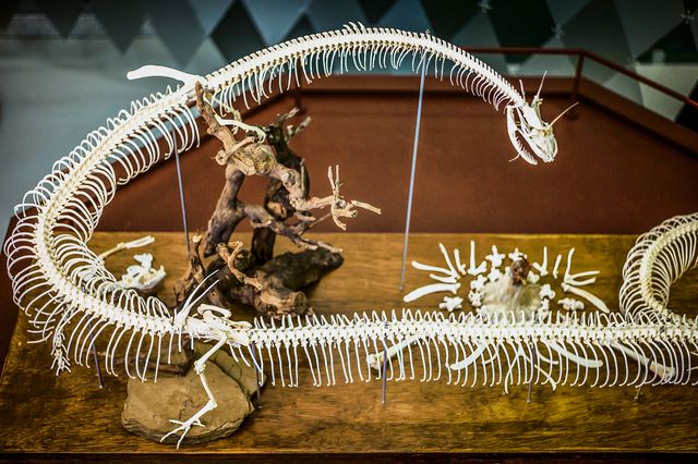 Limburgs drakenskelet met 300 wervels en 520 ribben - NRC