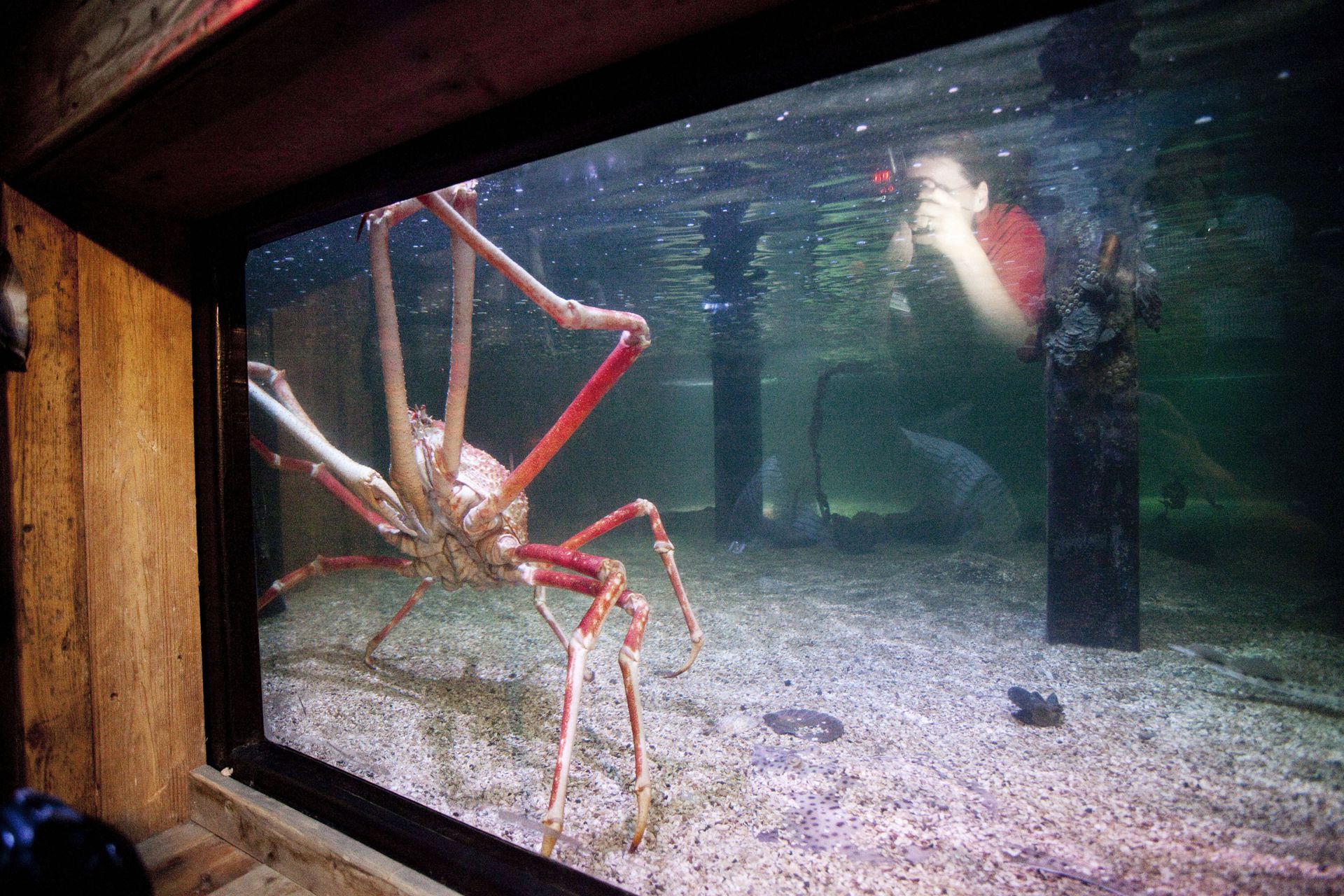 De wow-factor van Crabzilla - NRC