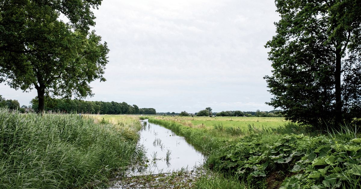 Zit er nog leven in de sloot? - NRC
