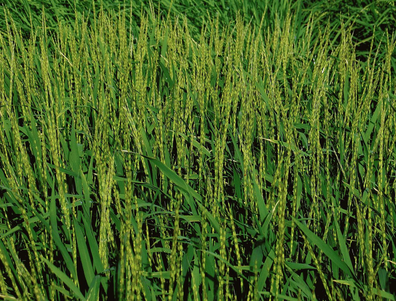 Het DNA van Afrikaanse rijst - NRC