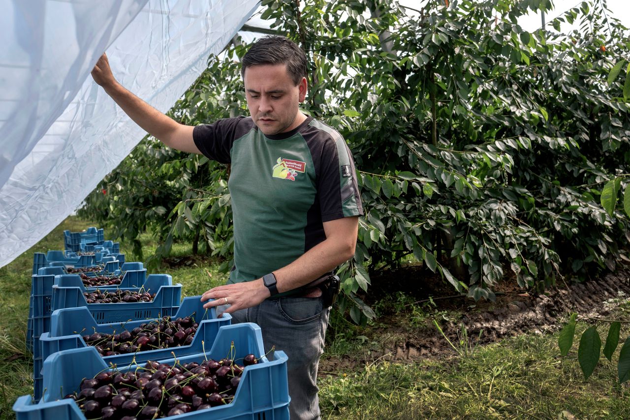 Kersen horen bij Nederland, hoe lang nog? ‘Kersen telen zonder ...