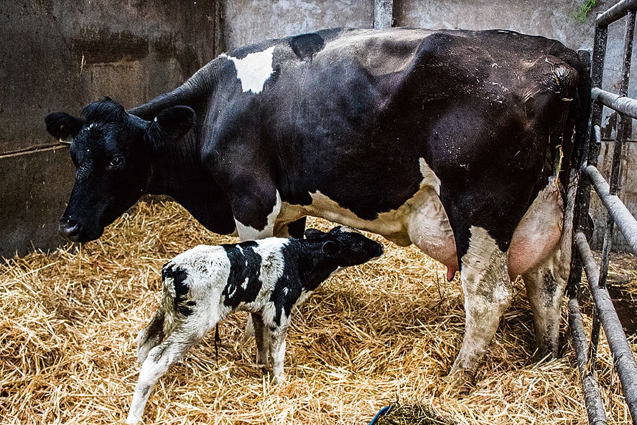 ‘Haal je een kalf binnen 6 uur bij de moeder weg, dan gaat dat ...