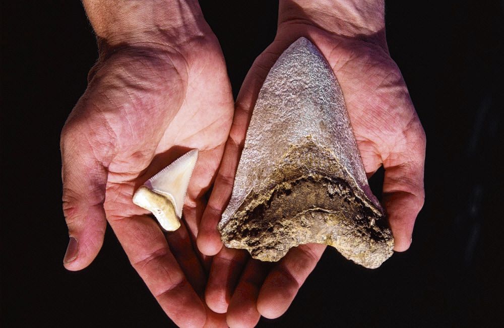 Reusachtige monsterhaai verloor concurrentiestrijd met witte haai en ...