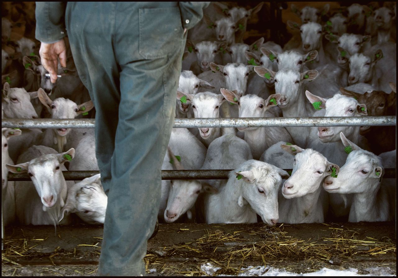 ‘Geitenhouder aansprakelijk voor schade Q-koorts’ - NRC