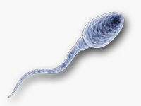 Opinie | Anoniem zaad en eicellen doneren – het gaat maar door - NRC