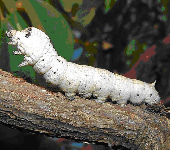 Gelukt! De zijderups spint nu spinnenzijde - NRC