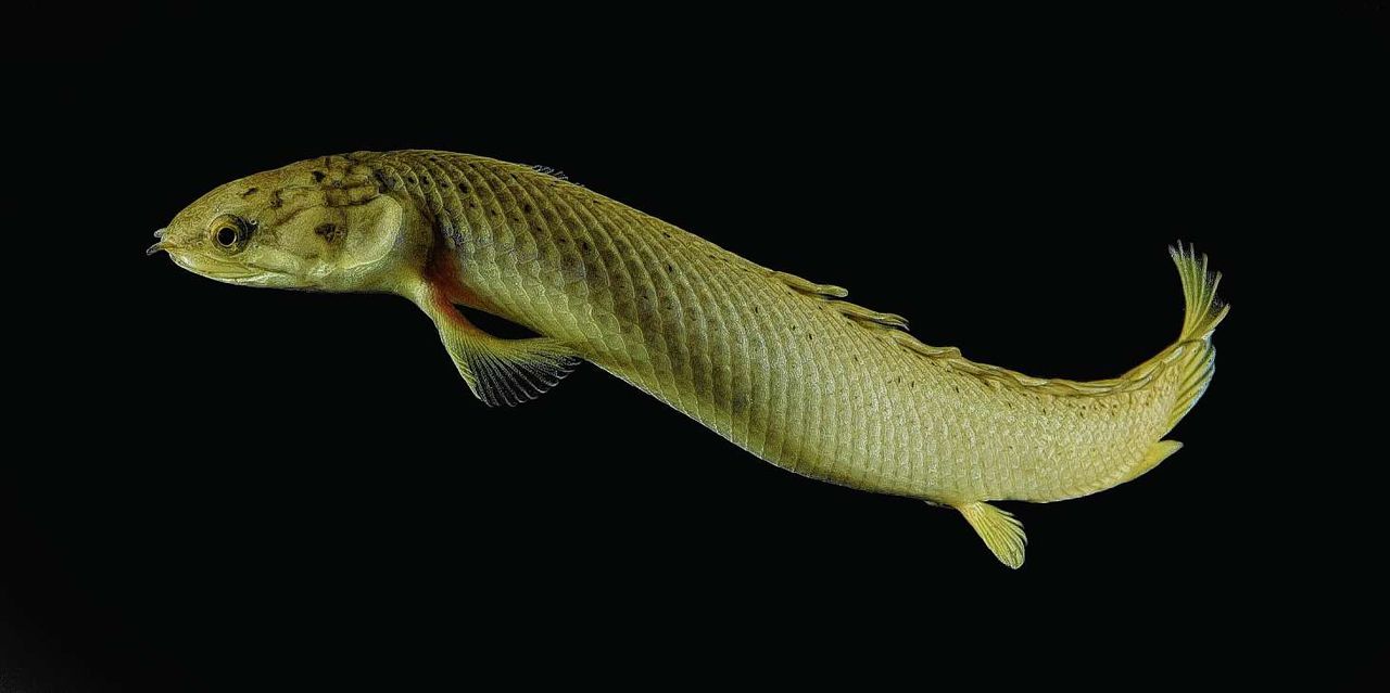 Vis op het droge loopt als landdier - NRC