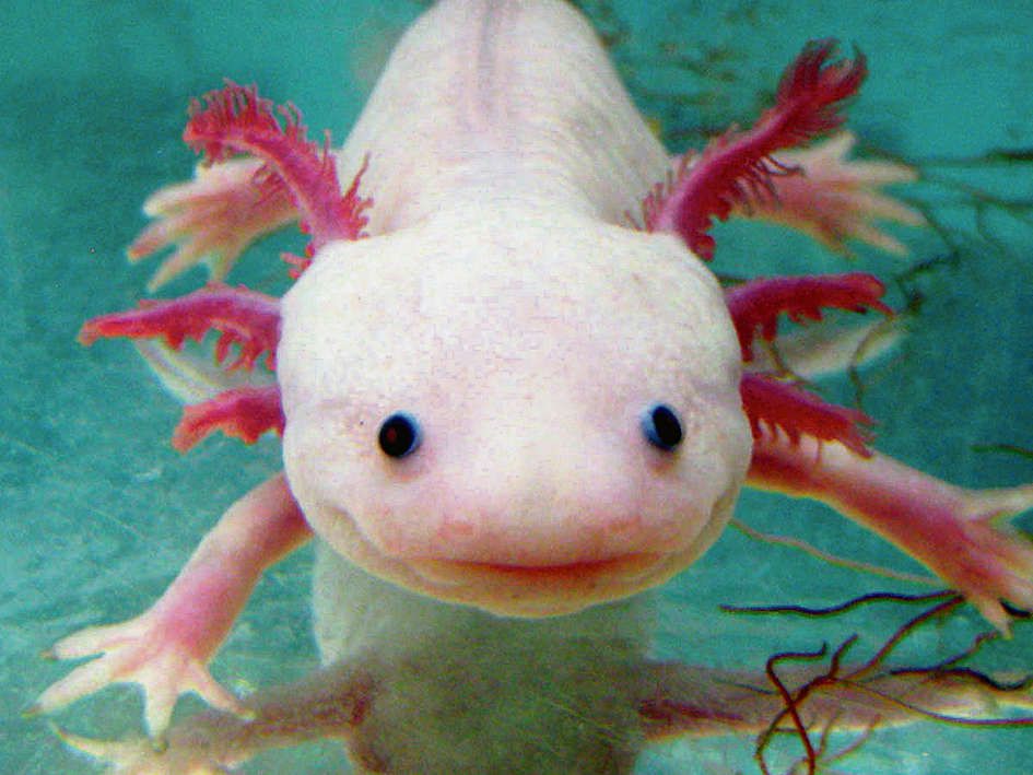 Waar is Mexicaanse wandelende vis gebleven? - NRC