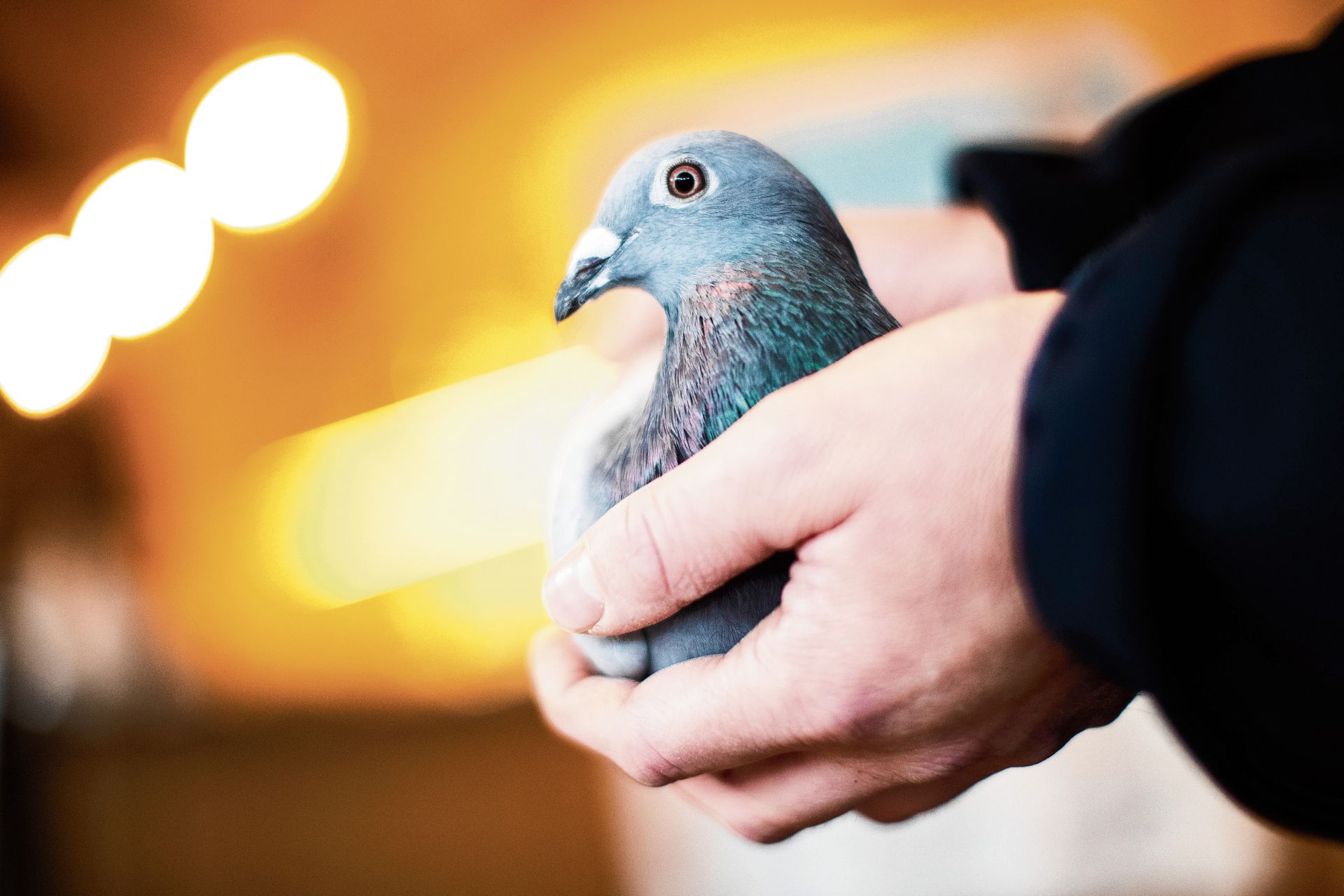 New Kim, de duif die voor 1,6 miljoen euro naar China ging - NRC