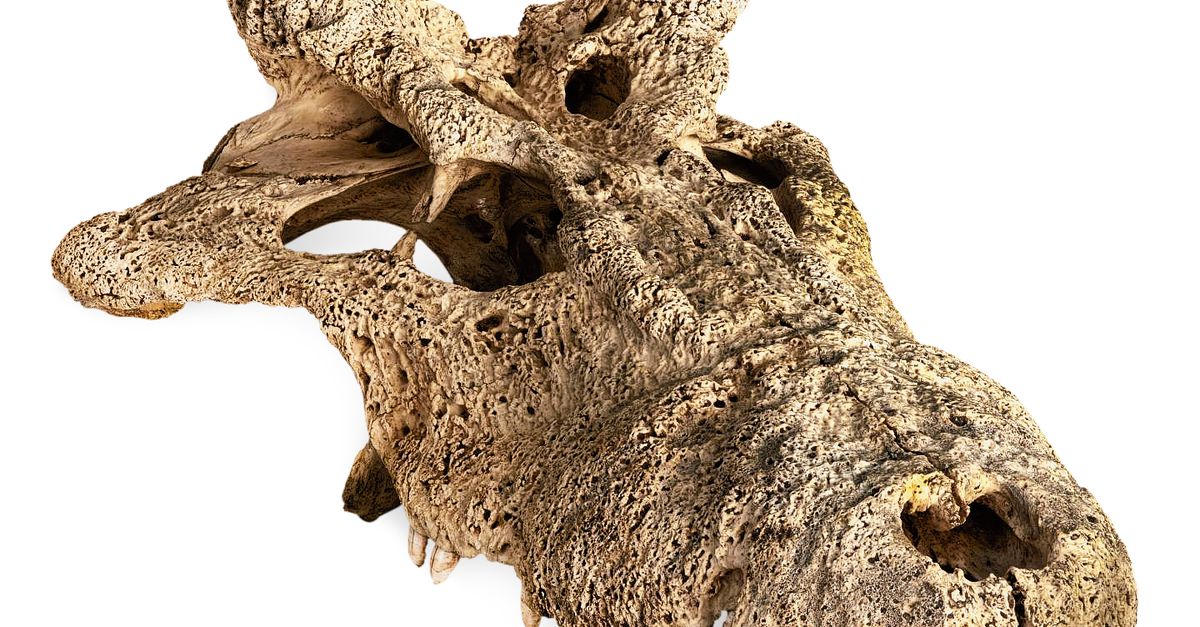 De ‘gehoornde’ krokodil Voay robustus… - NRC