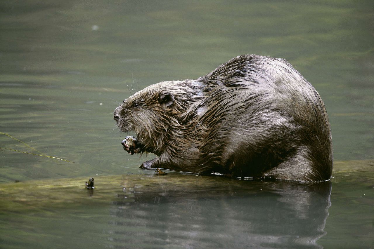 Bevers zijn genetisch erg gelijk - NRC