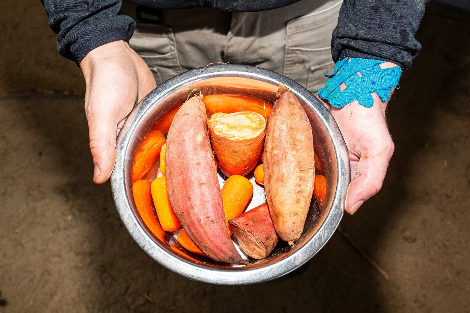De poep van de Nederlandse wombat bestaat uit zachte kubusjes - NRC
