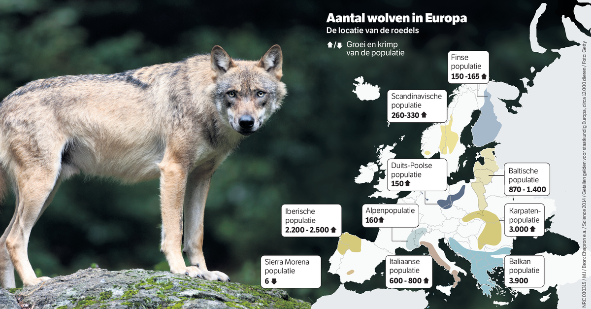Wolf rukt overal in Europa op - NRC