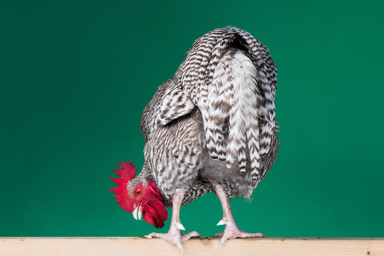 Eenzame haan (m) zoekt leuke kippetjes - NRC