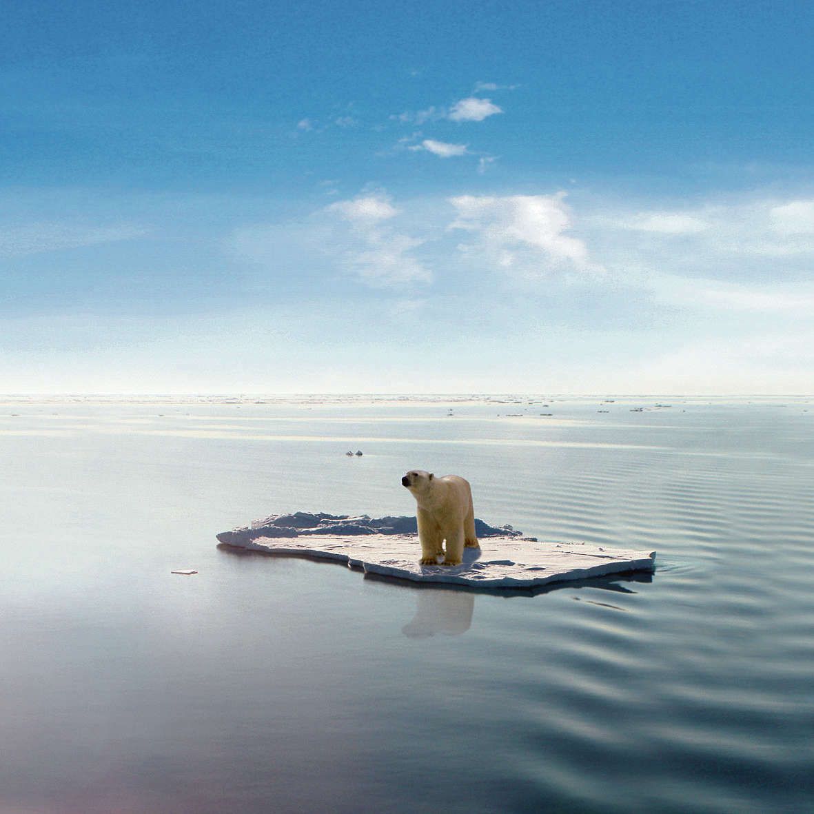 Hier, een ijsschots. Kies zelf een zielige diersoort - NRC
