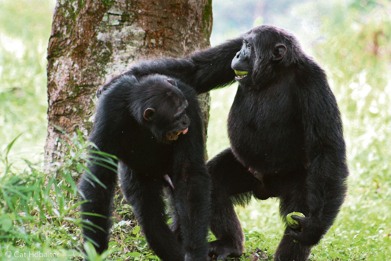 ‘Hé, wil je me hier even vlooien?’ - NRC
