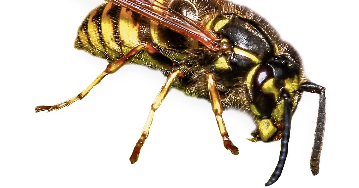De wesp is geen plaag maar een zegen - NRC