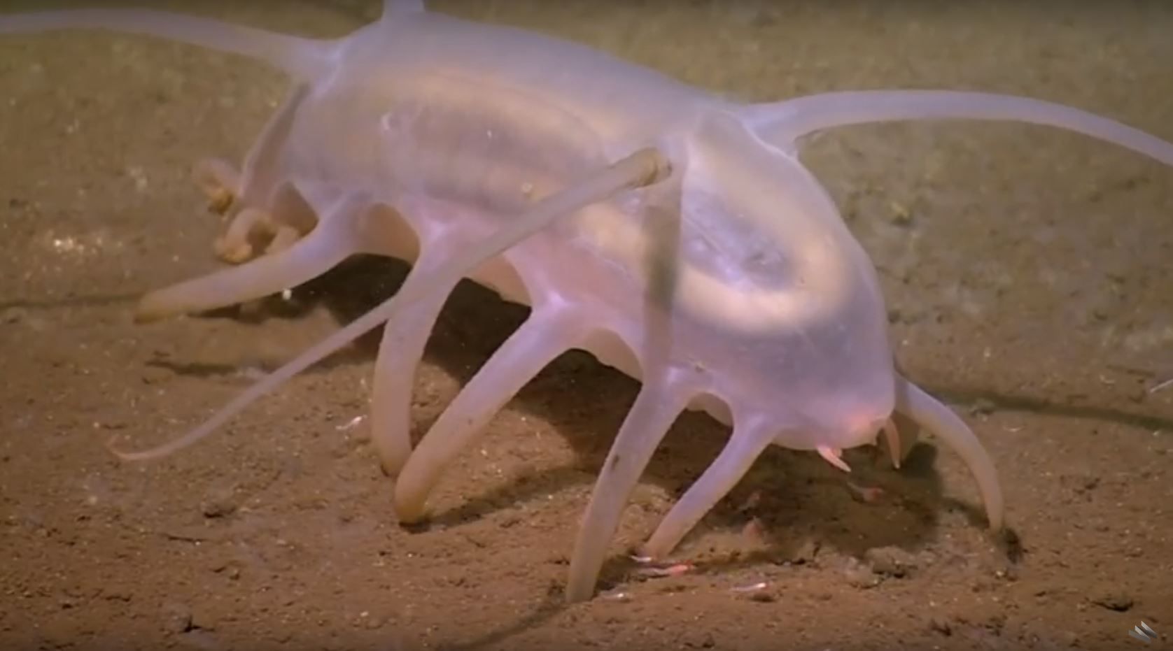 De meest bizarre schepsels op onze planeet - NRC