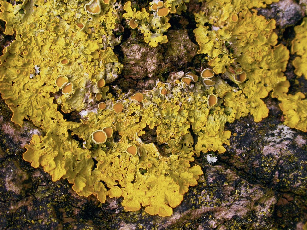 De gele korstmossen rukken op, dank zij de mestlucht - NRC