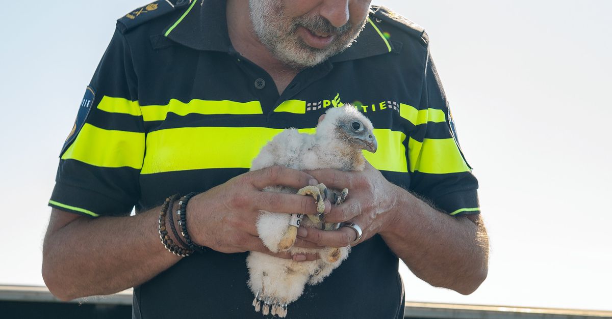 politie slechtvalken - NRC