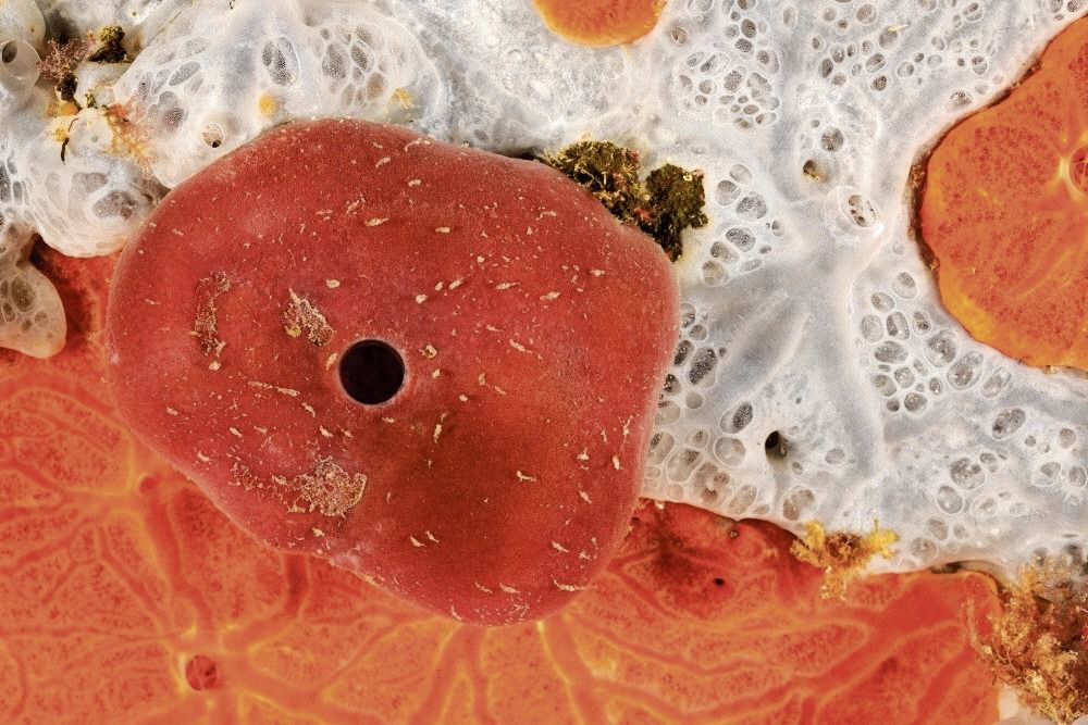 Sponzen spelen een onvermoede rol in de oceaan - NRC