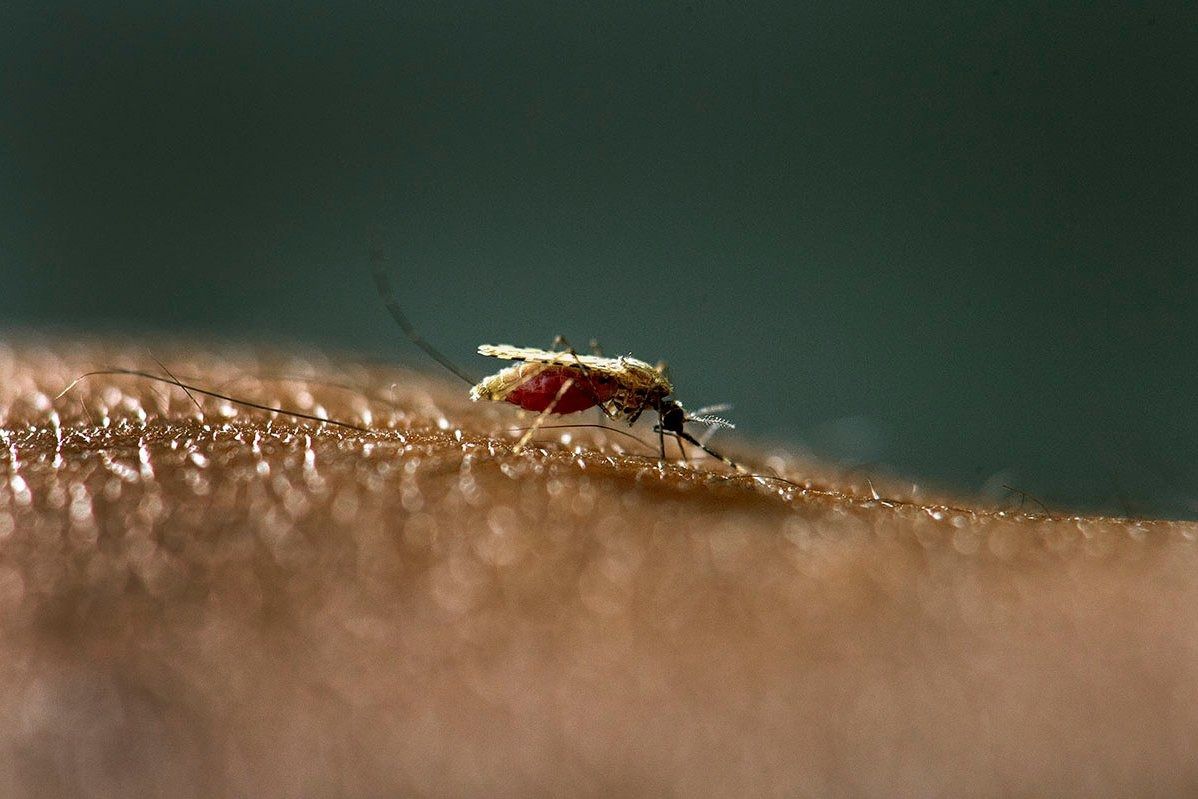 Een nieuwe mug uit Azië brengt malaria naar de steden van Oost-Afrika - NRC