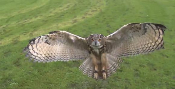 Video: uil doet wat uilen doen in slowmotion - NRC