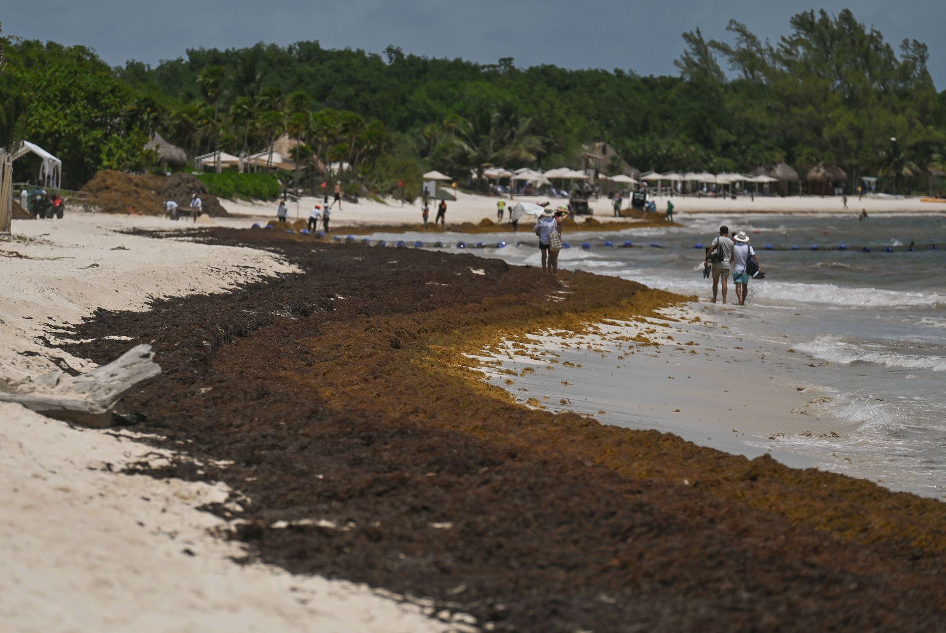 Mexico worstelt met steeds grotere bergen stinkend zeewier op zijn kust ...