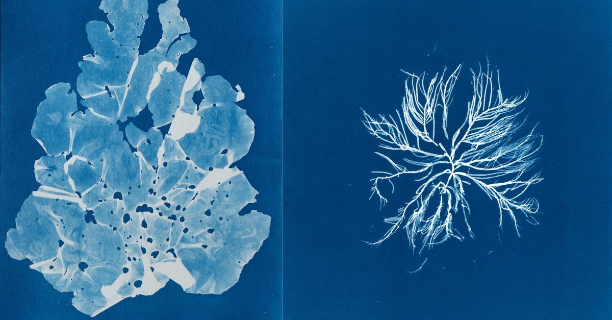 Zeewieren zoeken, prepareren en dan vangen in blauw - NRC