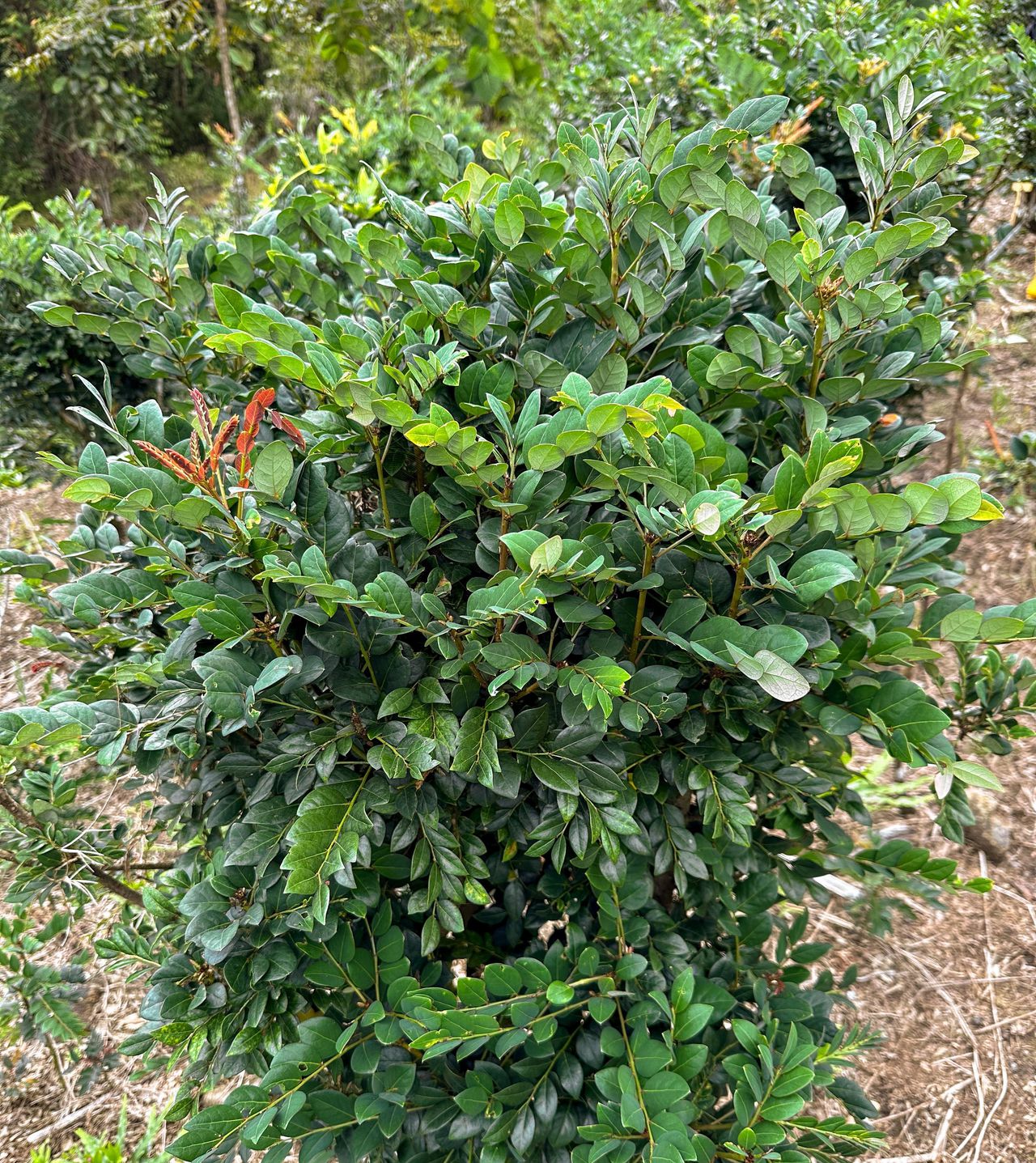 Net als mijnwerkers kunnen planten nikkel uit de grond halen – en zo ...