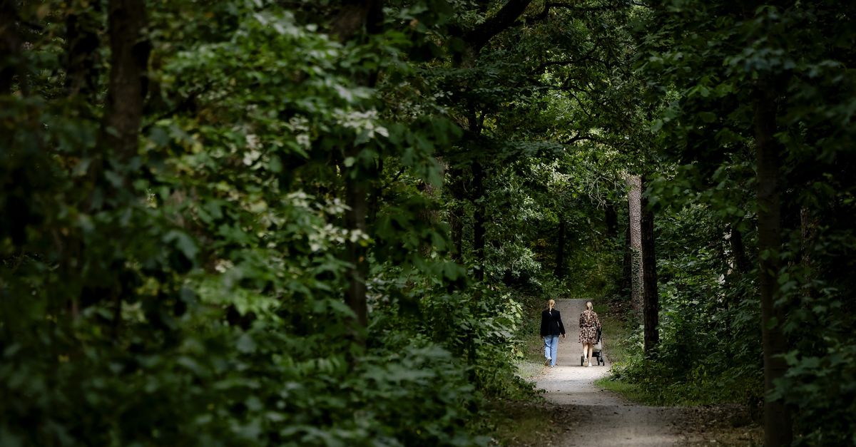 Verdachte van ernstig zedenmisdrijf in bos in Zeist aangehouden - NRC