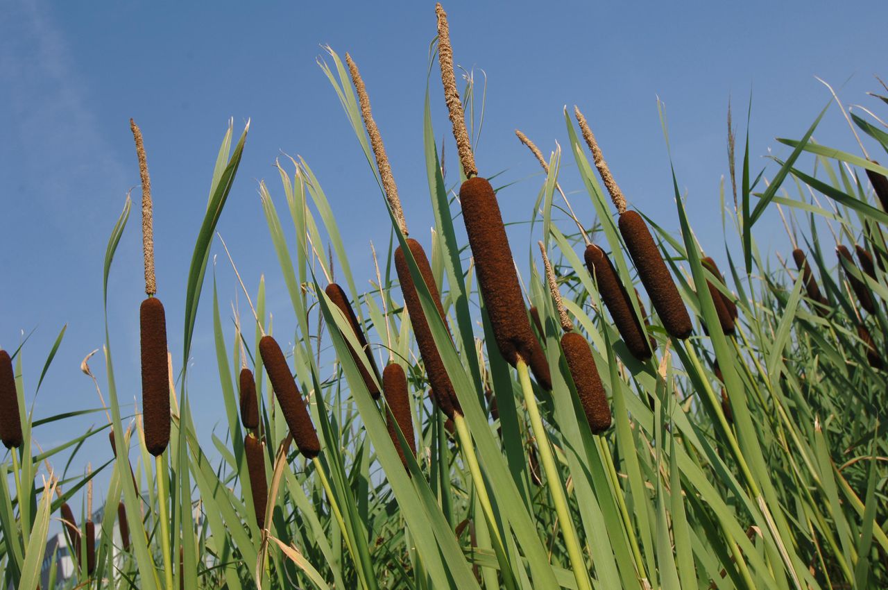 Kringloopgekronkel - NRC
