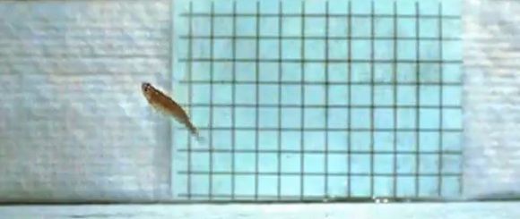 Video: springen als een vis op het droge, is niet hetzelfde voor elke ...