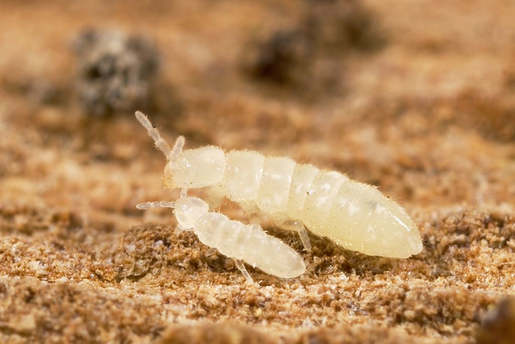 Springstaart test bodemvervuiling - NRC