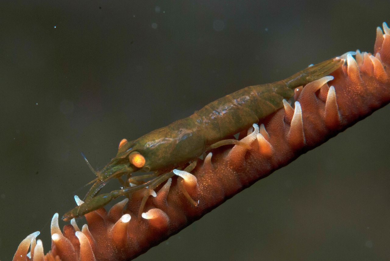 De steurgarnalen uit de Nederlandse Cariben maken soms vreemde dansjes ...