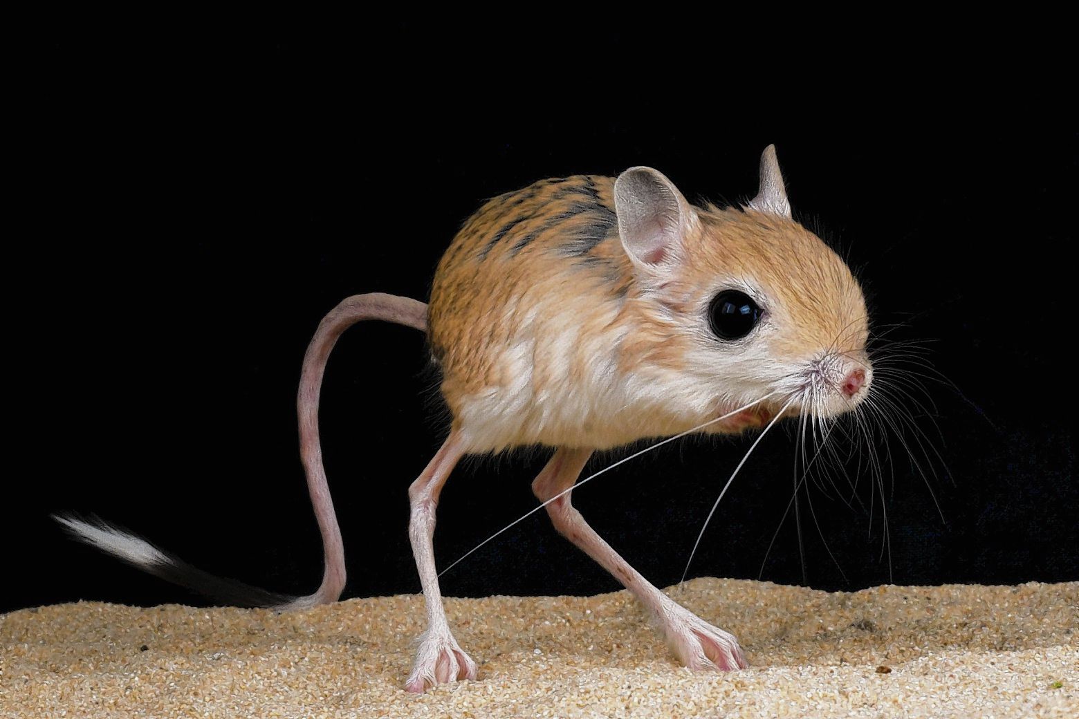 Springmuis hupt op paardachtige poten - NRC