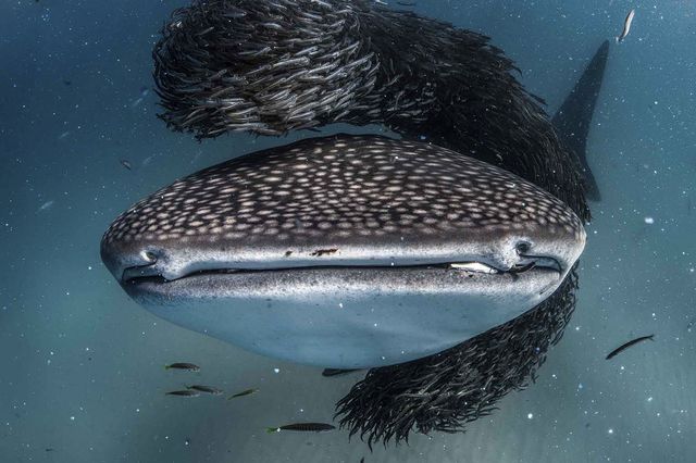 Beeldschoon, mysterieus maar ook zorgwekkend: de beste oceaanfoto’s van ...