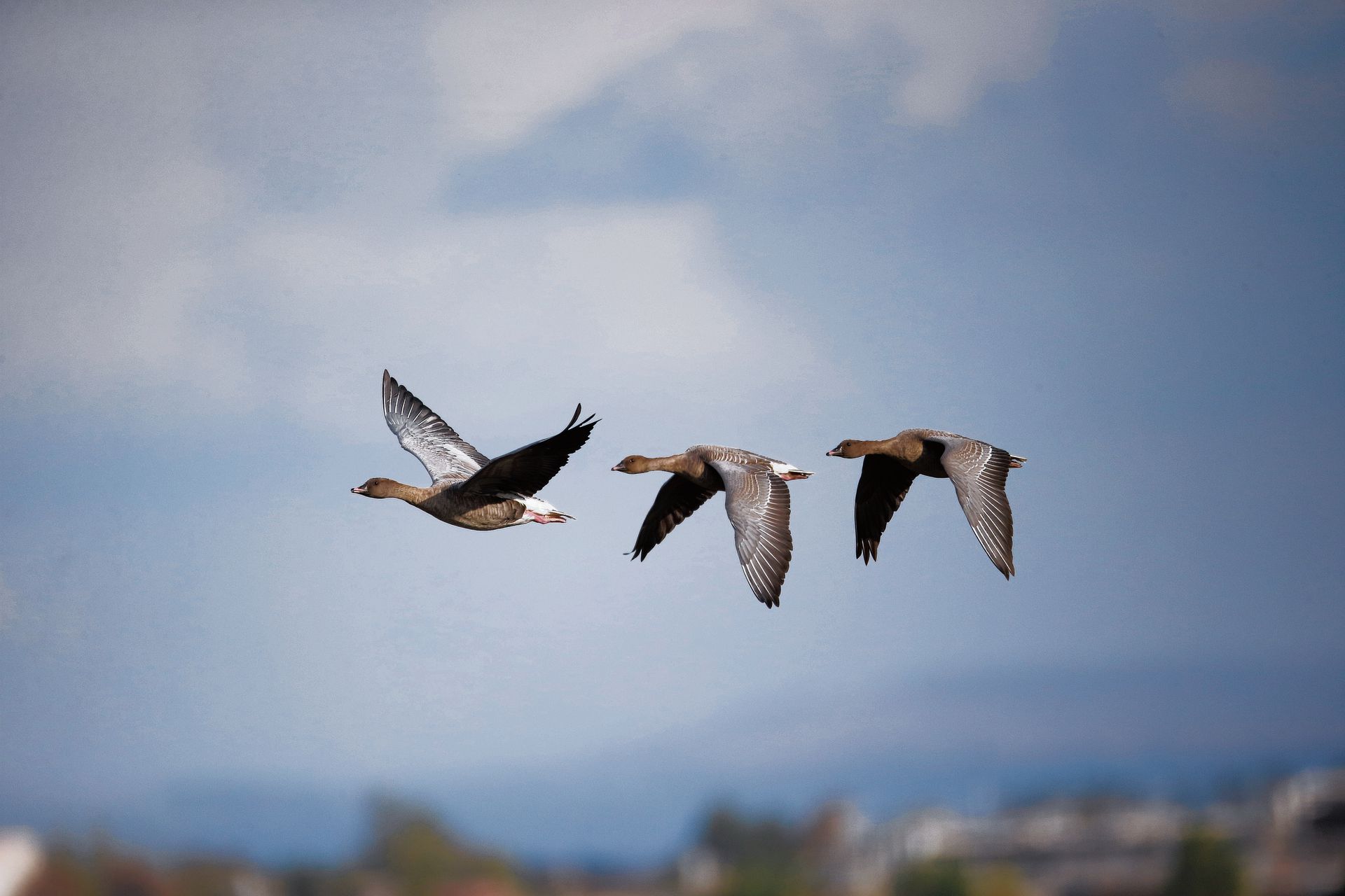 De kleine rietgans is erg flexibel - NRC