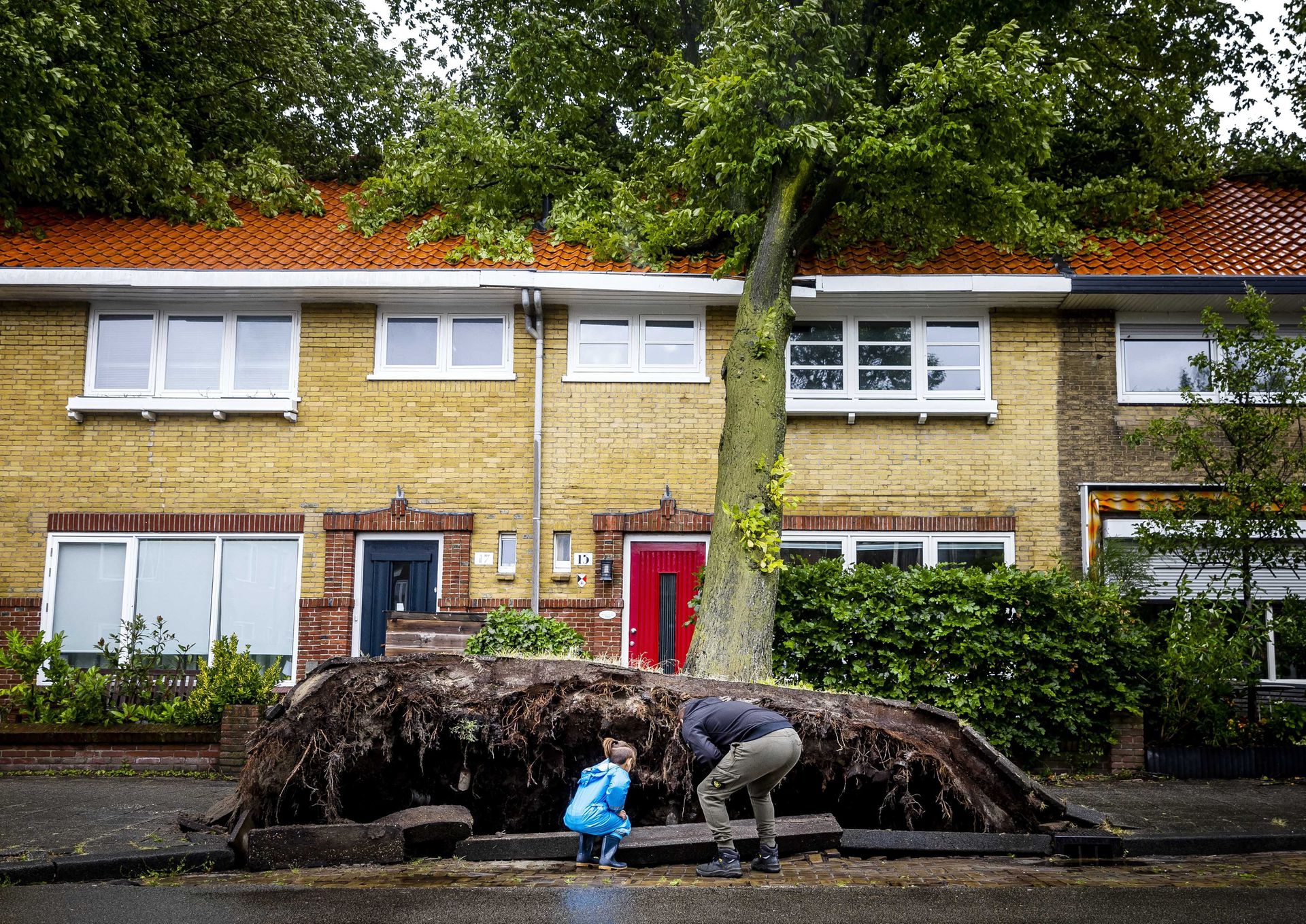 Deze Haarlemse iep is toch maar mooi 73 jaar geworden - NRC