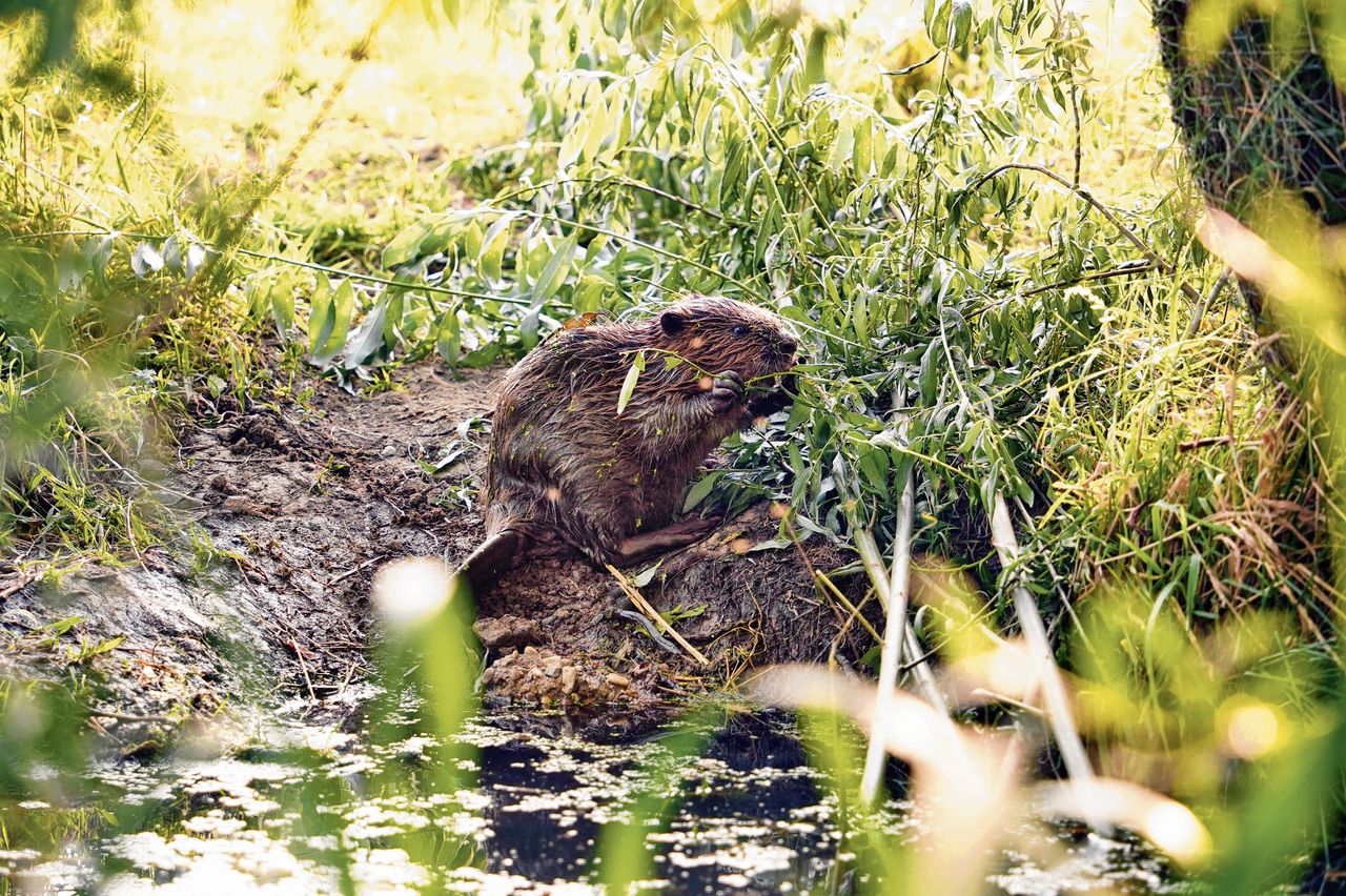 De bever is een ingenieur. Hij regelt de nodige vernatting van het ...