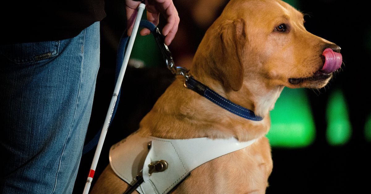 Vorig jaar nog bonus voor directeur KNGF Geleidehonden, en nu ontslag - NRC