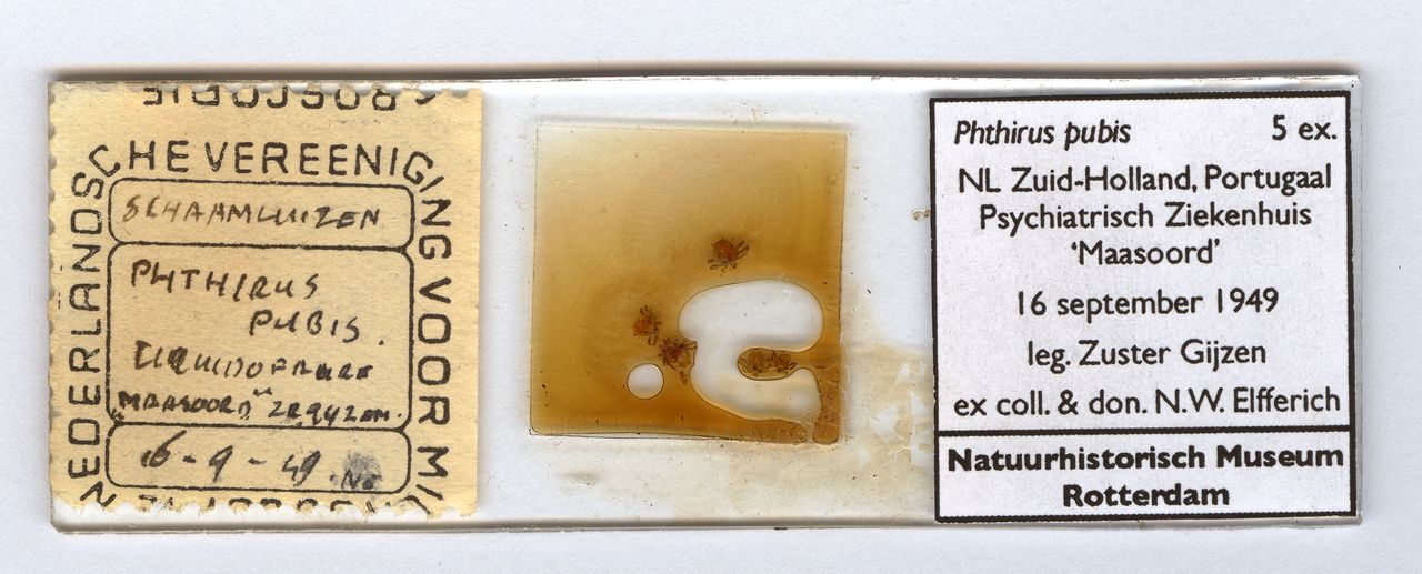 Schaamluis sterft uit - NRC