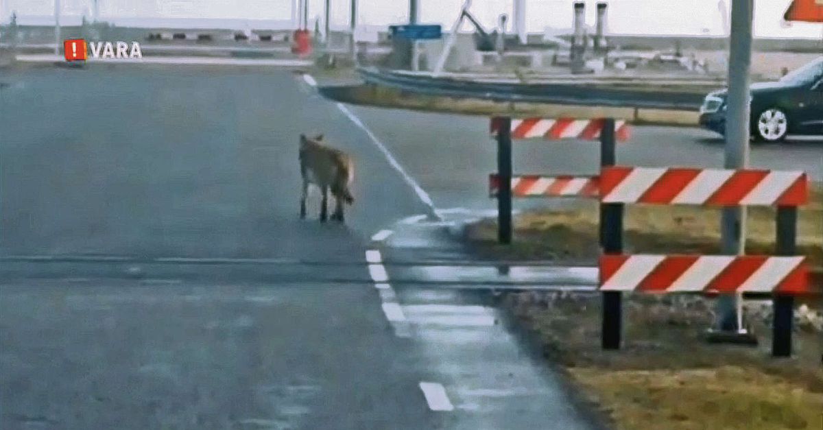 Column | Onze wolf aan het einde van de wereld - NRC